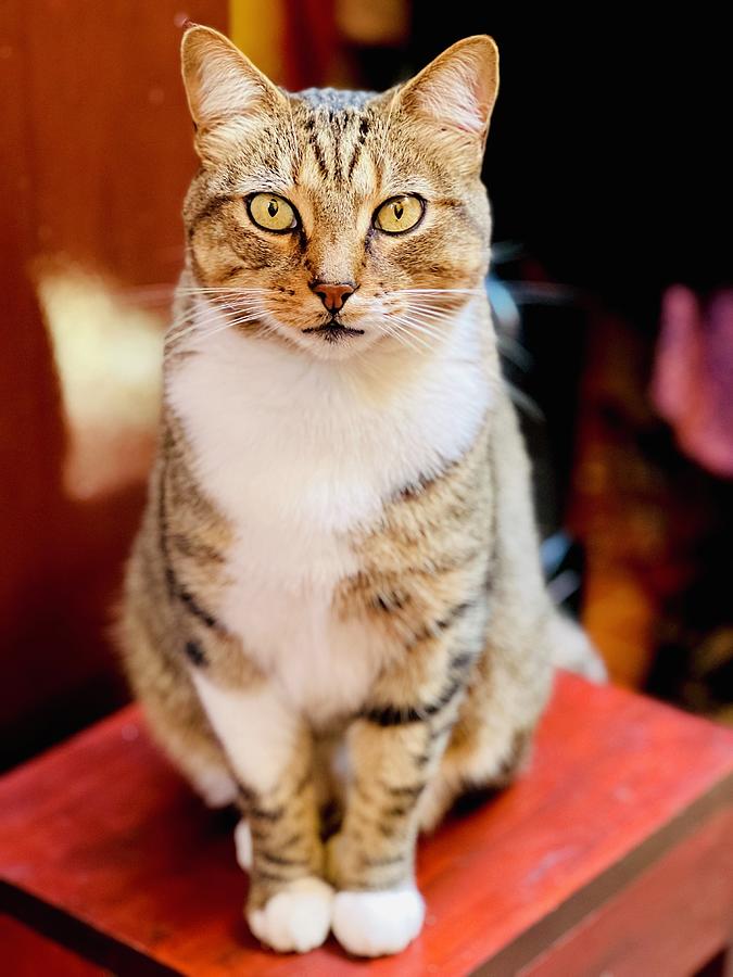 Handsome Cat Photograph by Claire McGee - Pixels