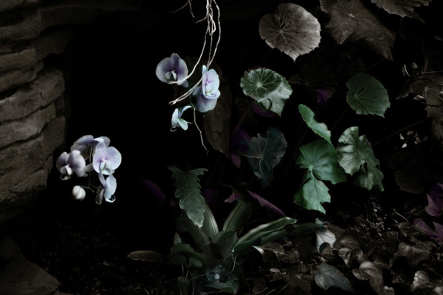 Floating Orchids Photograph by Wayne King - Fine Art America