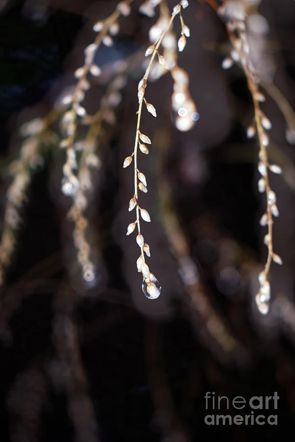 Hanging String Plant Photograph by Bailey Maier - Pixels