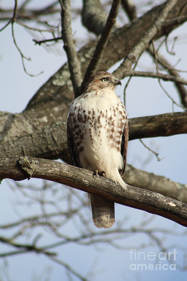 Hawk Photograph by Christopher Tateo - Fine Art America