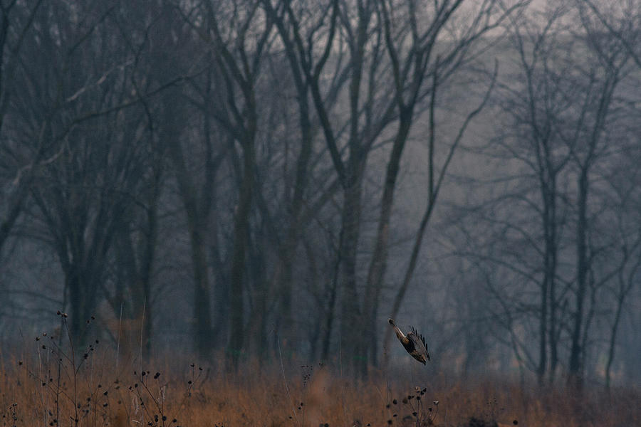 Hawk Dive Photograph by Steve Huggins | Pixels