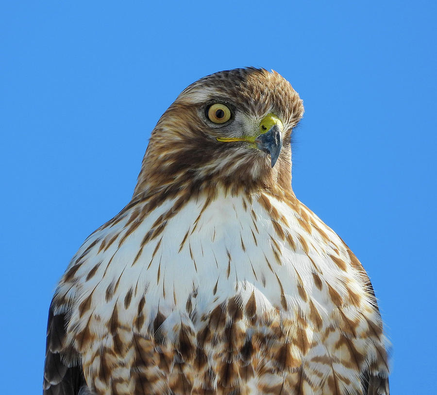 Hawk Eye Photograph by Steven Smith - Fine Art America
