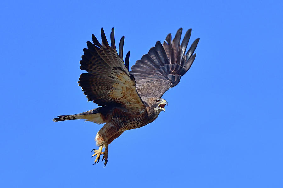 Hawk Taking Flight Photograph by Brian Wartchow - Fine Art America