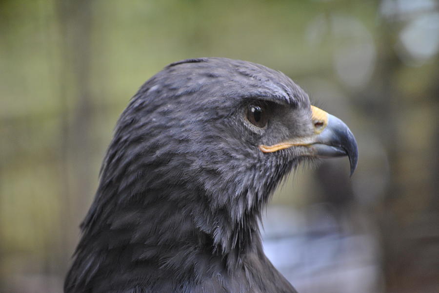 Hawks eye view Photograph by Melissa Roe - Pixels