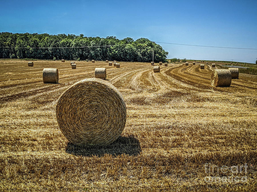Hay balls on the field in summer Photograph by Ingo Menhard - Fine Art ...