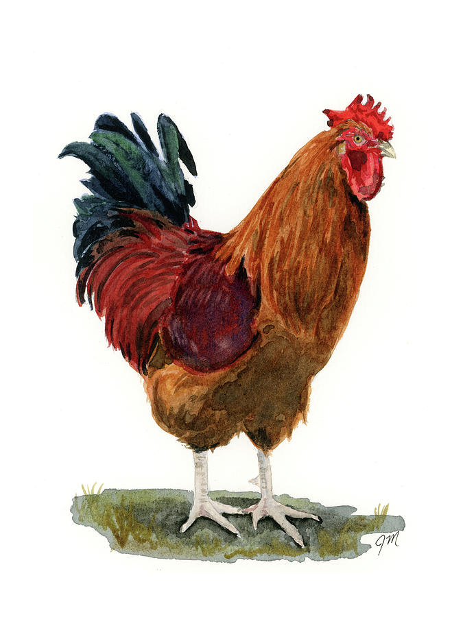 He-Len the Red Rooster Watercolor Painting by Jessica Matthews - Fine Art America