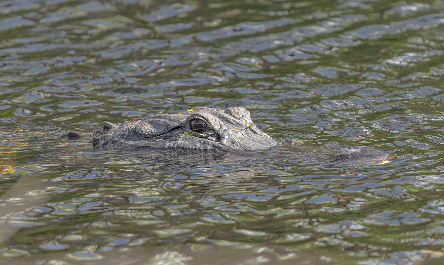 Head Pyrography by Manuel Dame - Fine Art America