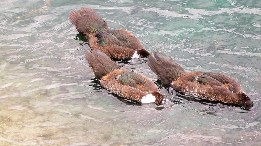 Headless Trio Photograph by Kevin and Christina Engle - Fine Art America