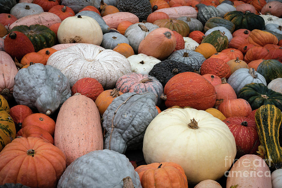 Heirloom pumpkins display Photograph by Elena Elisseeva - Fine Art America