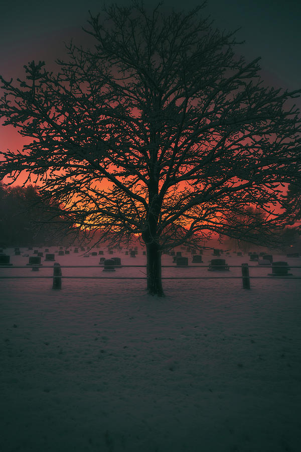 Hell Tree Photograph by Matty Thrash - Fine Art America