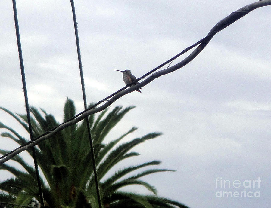 Hemming bird on my backyard Photograph by Sofia Goldberg - Fine Art America