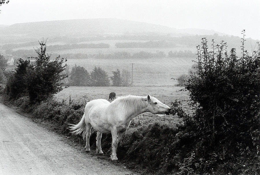 Henri Cartier-Bresson French, 1908-2004. Ireland White Horse, 1952 ...