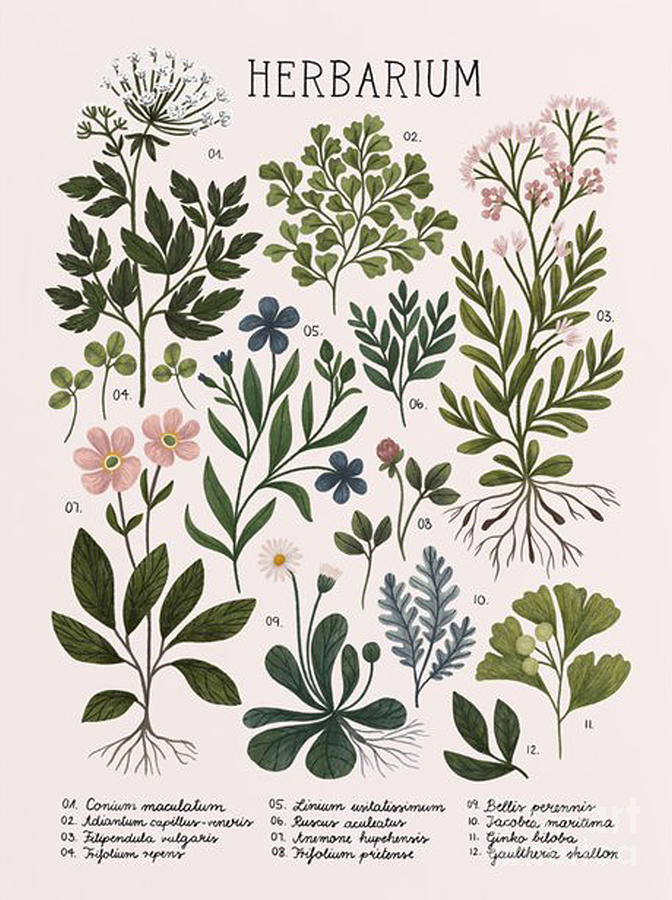 Herbarium vintage inspired botanical Digital Art by Daniel Woom - Fine ...