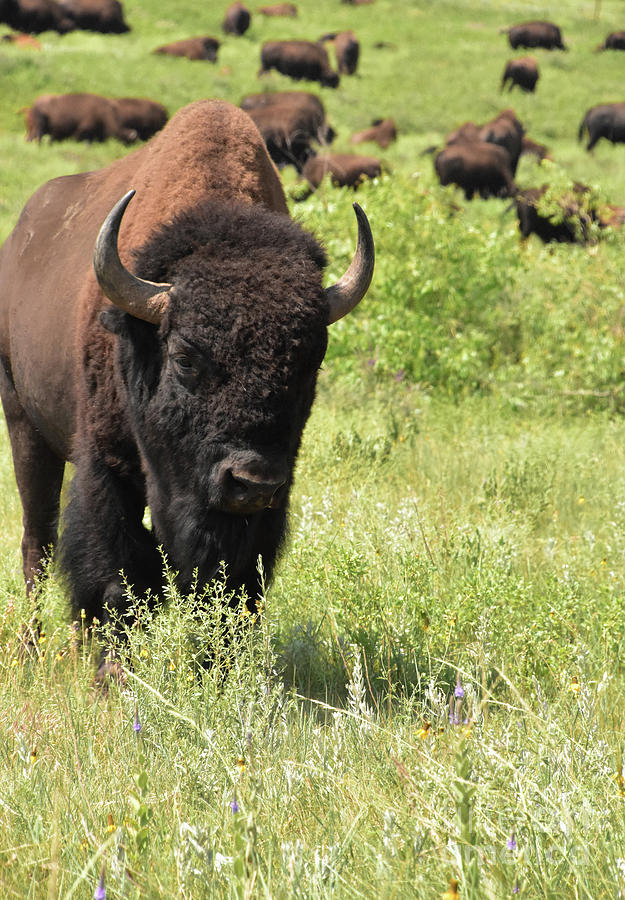 Herd of Migrating Buffalo in a Field Photograph by DejaVu Designs ...