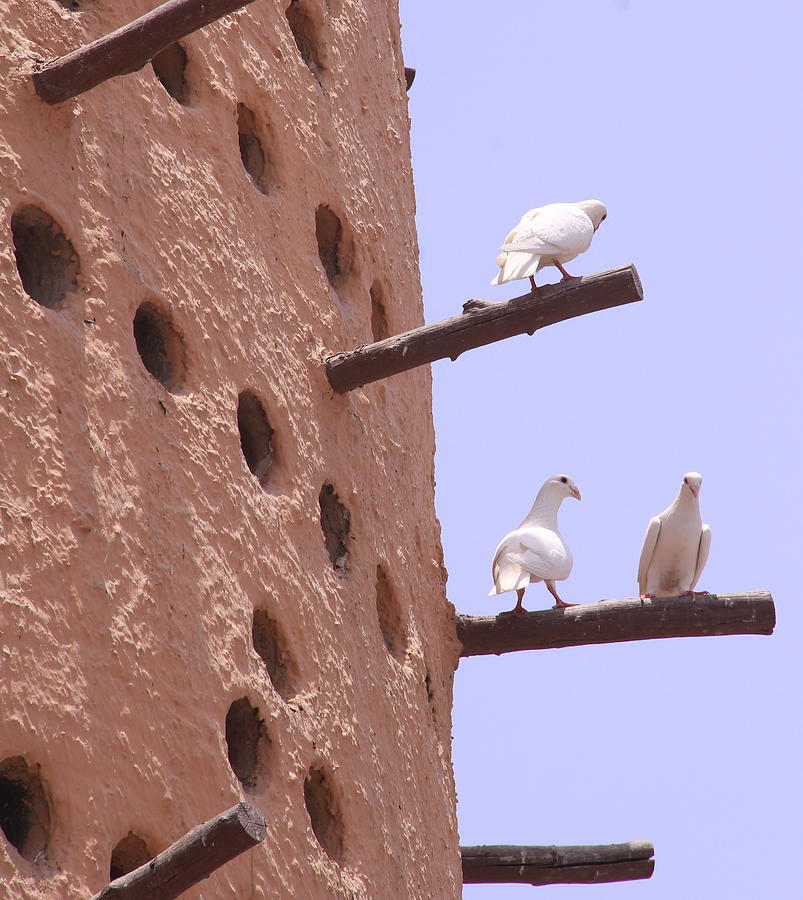 Hey look out down there Photograph by Andrew Wijesuriya - Fine Art America