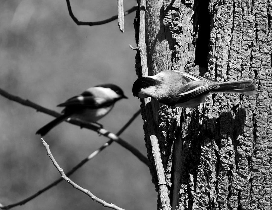 Hide And Seek Photograph By Matt Fox Fine Art America 0508