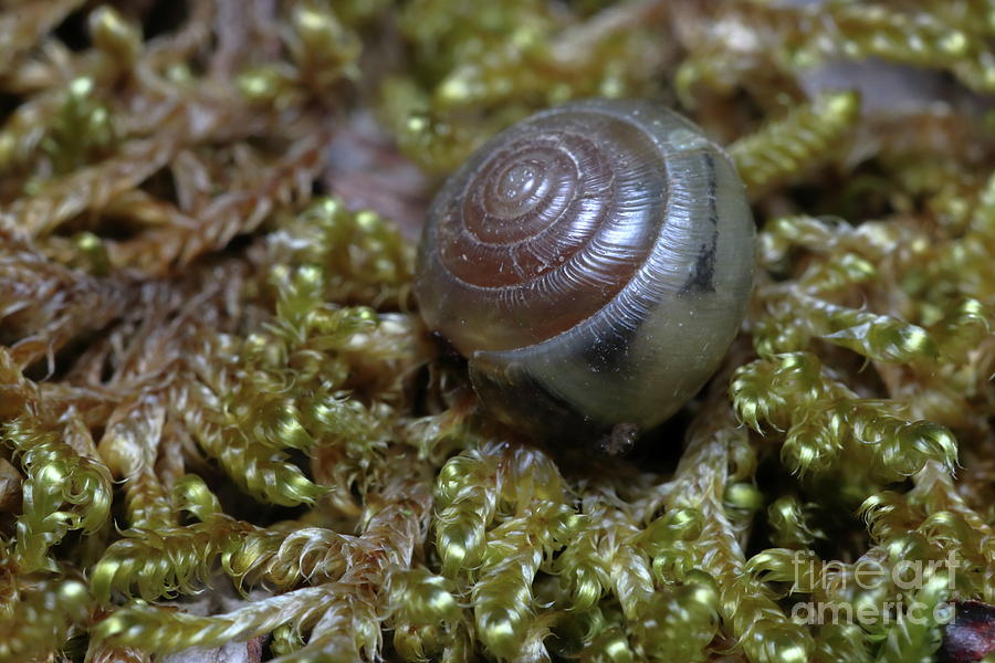 Hide in my shell Photograph by Daniel Wagner - Fine Art America