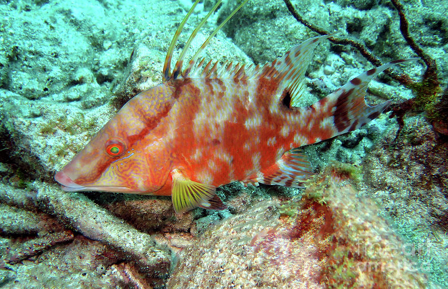 Hogfish 21 Photograph by Daryl Duda - Pixels
