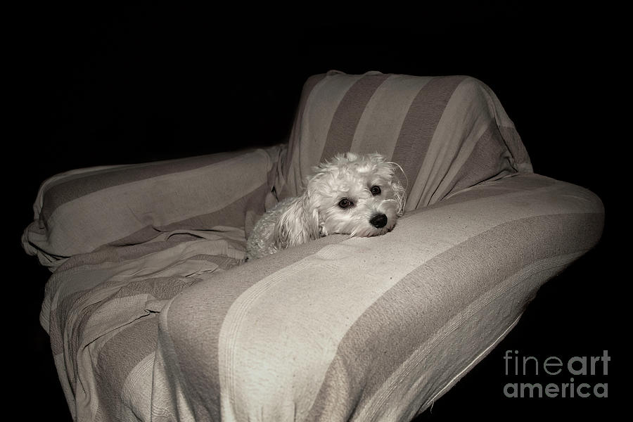 Home Alone Photograph By Bratislav Braca Stefanovic Pixels