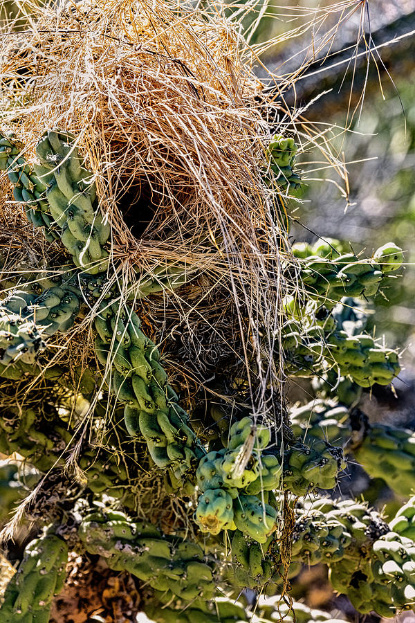 Home Protection Photograph by Kelley King - Fine Art America