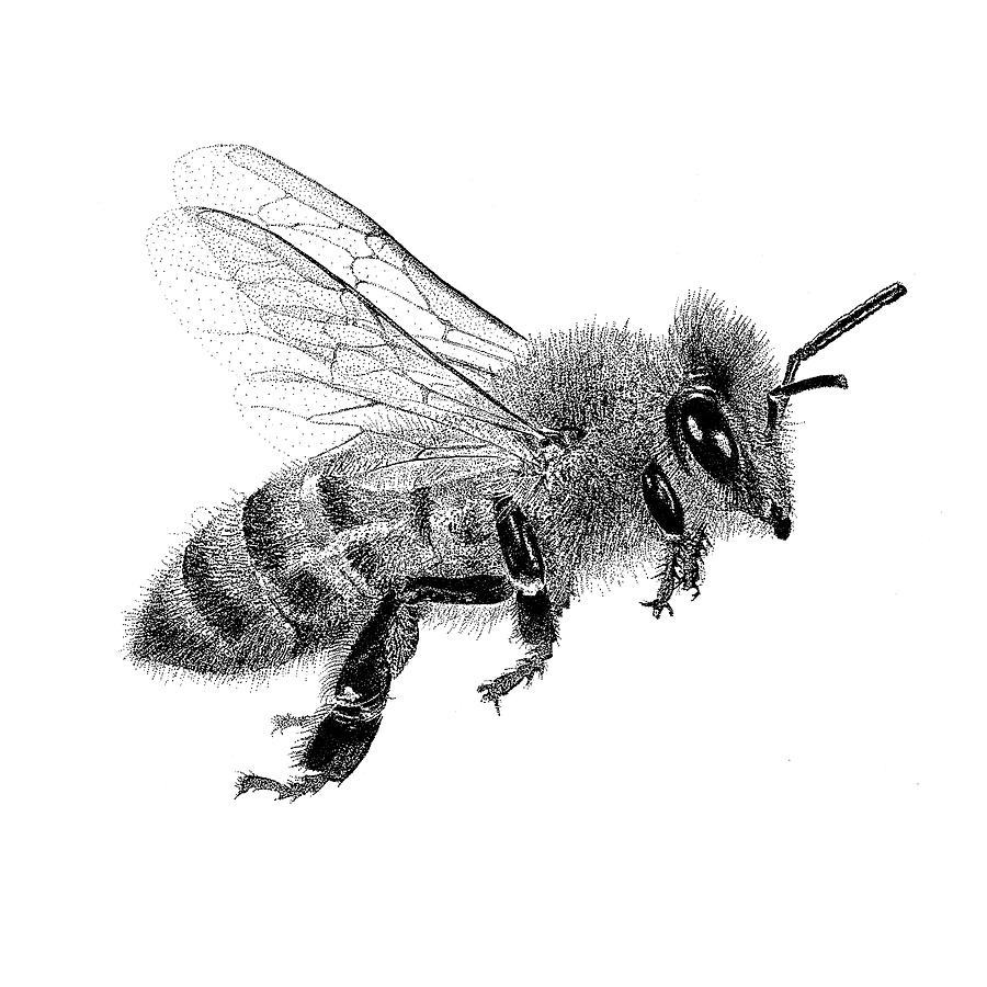 Honey Bee 1 Drawing By James Aceino Pixels