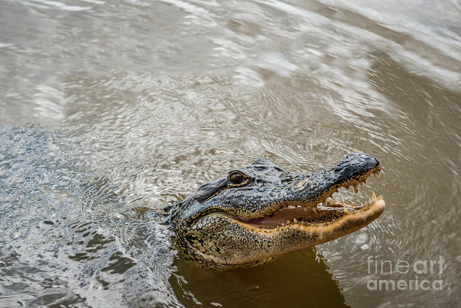 Honey Island Swamp Gator Photograph by Bee Creek Photography - Tod and ...