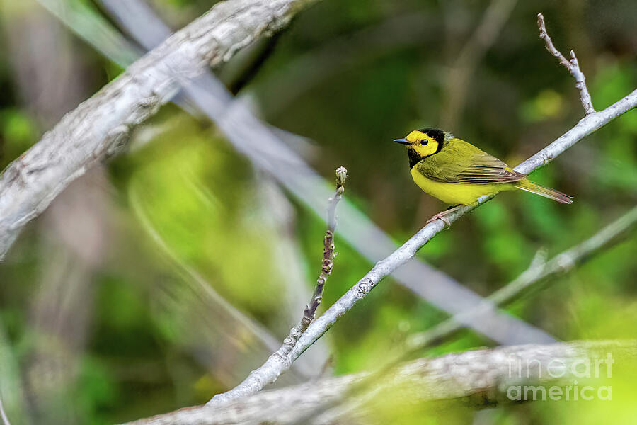 Hooded Warbler Photograph by Jennifer Jenson - Fine Art America