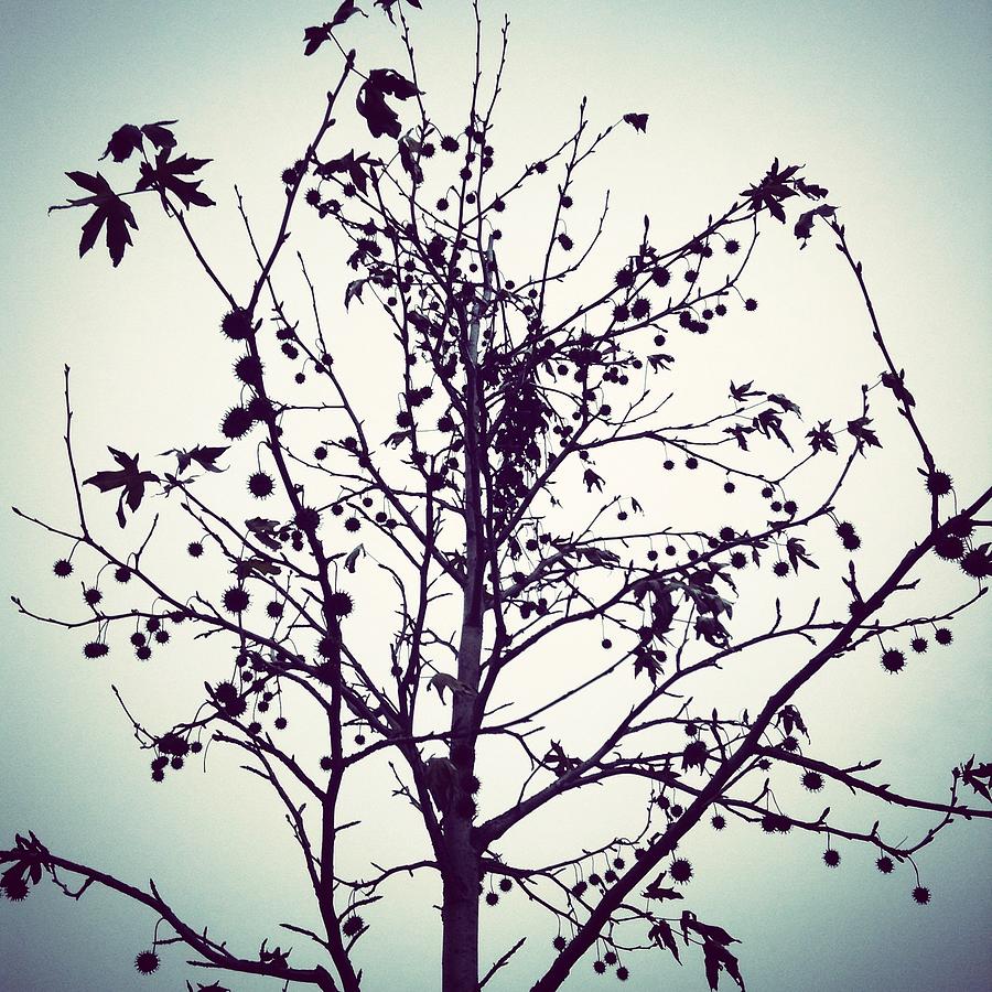 Hope tree Pyrography by Purple Sun - Fine Art America