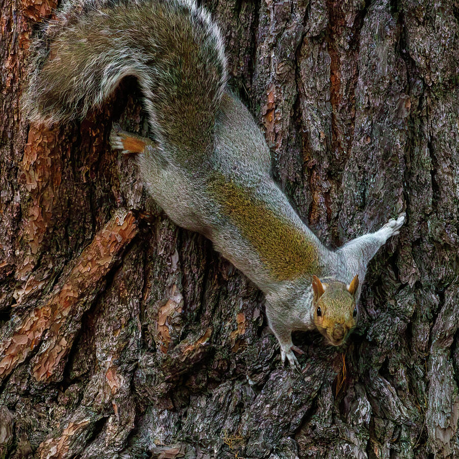 Hugging a Tree Photograph by Tim Dusenberry - Fine Art America
