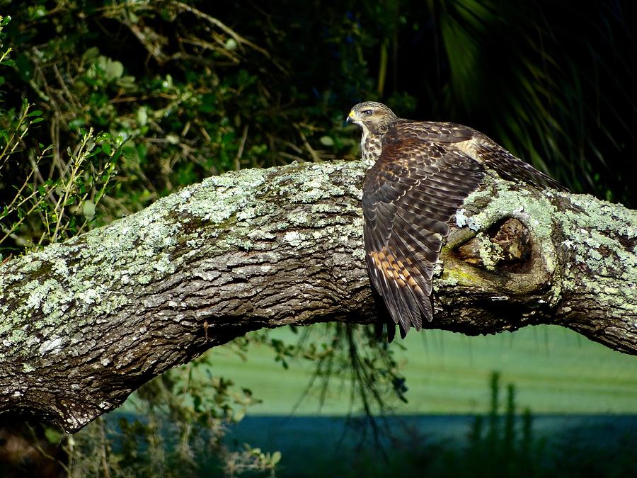 Hugging Hawk Photograph by Robert Douglas Dalles - Fine Art America