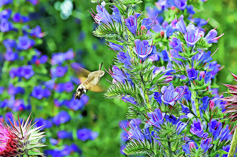 Hummingbird hawk moth Digital Art by Andy Newman | Fine Art America