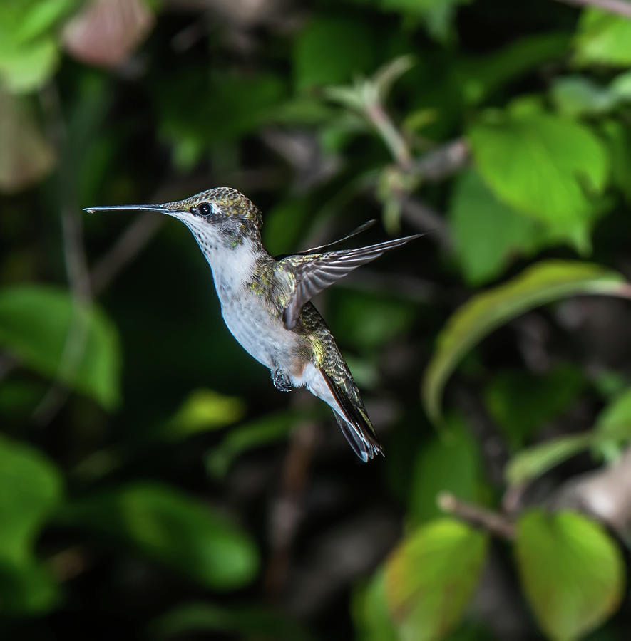 Hummingbird in flight Photograph by Jenware Photography - Fine Art America