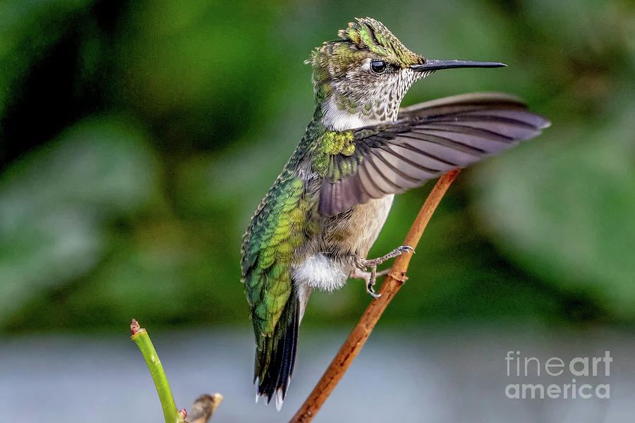 Hummingbird magic Photograph by Richard Chasin - Pixels