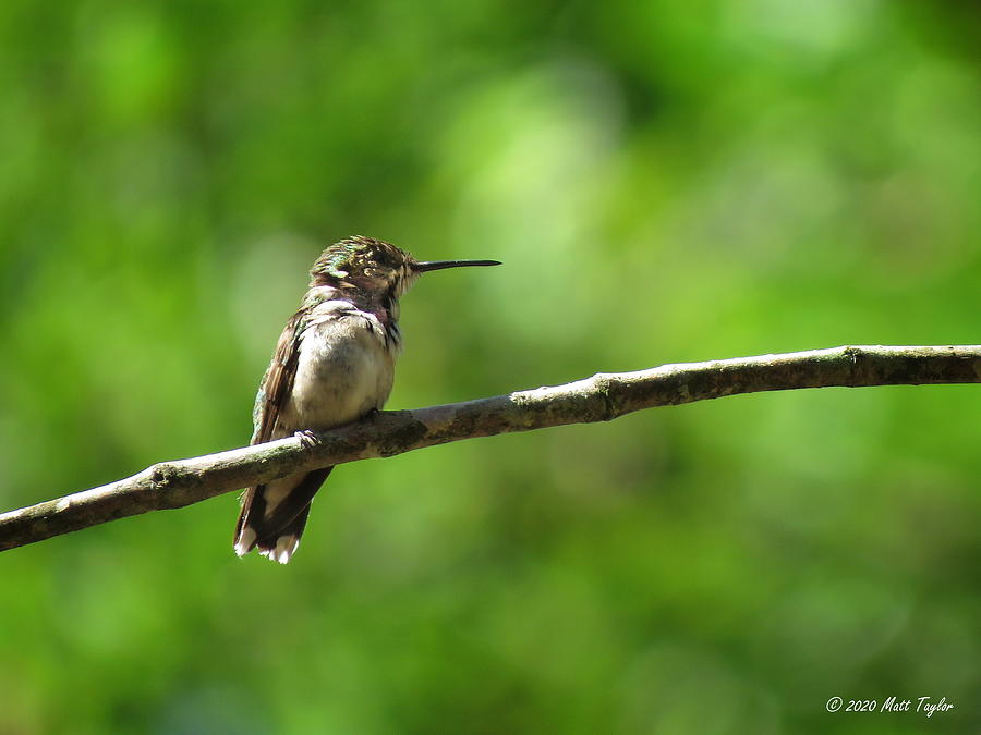 Hummingbird Resting Among Greenery Photograph by Matt Taylor - Fine Art ...