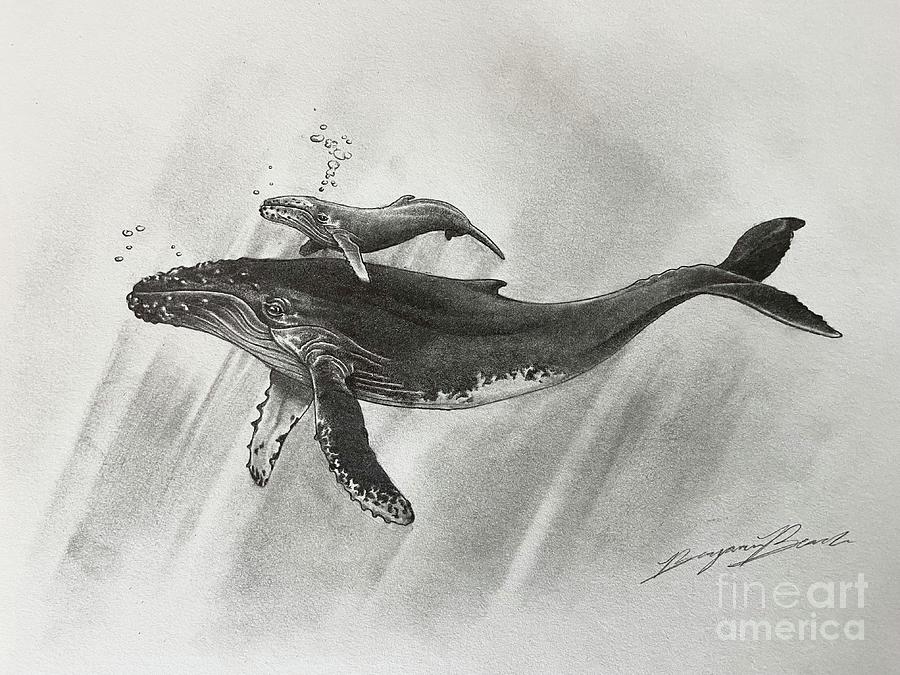 Humpback Whales Drawing by Benjamin Beach - Fine Art America