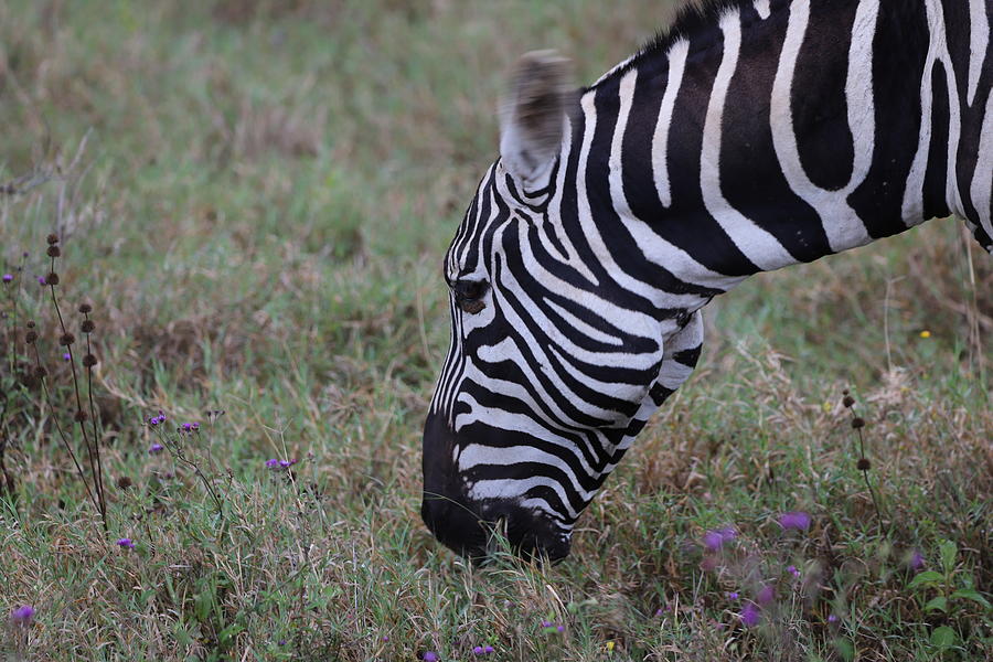 Hungry Zebra Photograph by KATHERINE Selander - Pixels