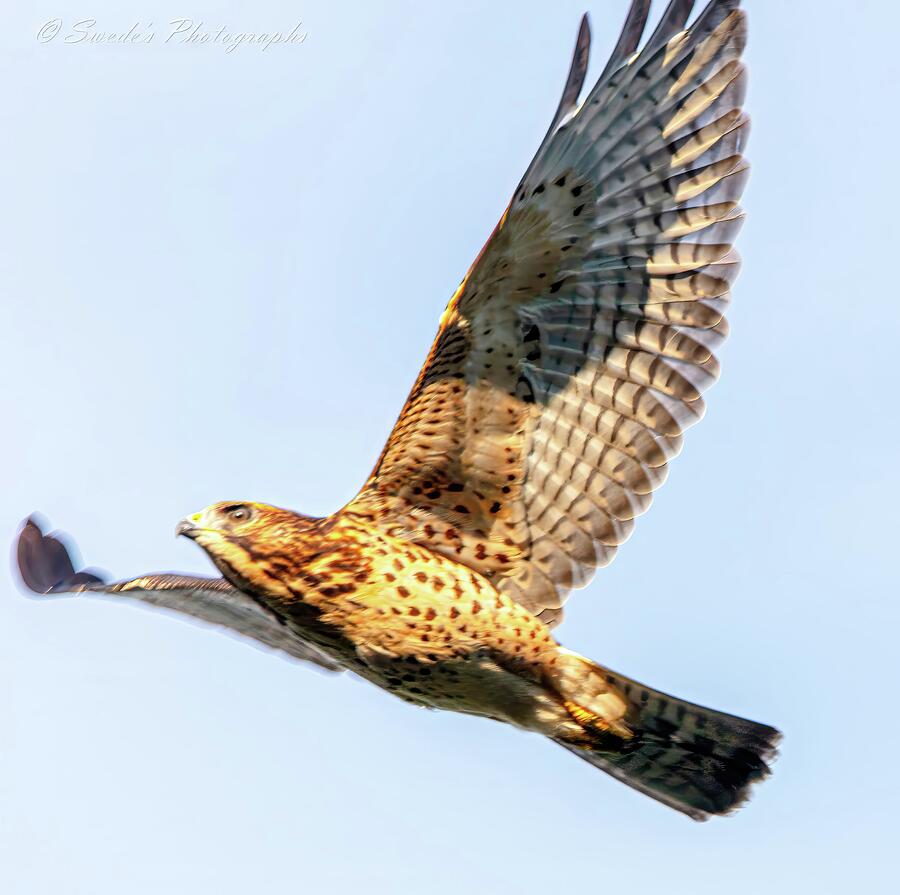 Hunting Hawk in Motion by Coy Pearson