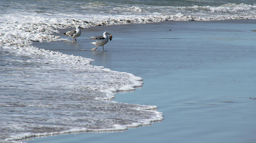 I caught a clam Photograph by Patricia Lawrence - Pixels
