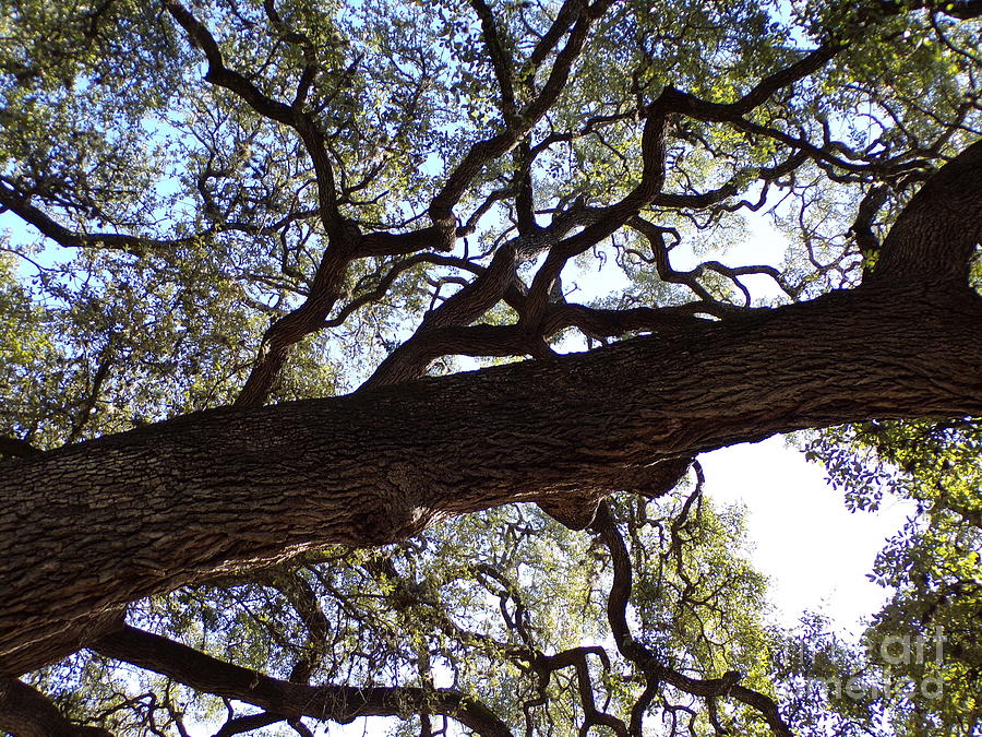I Love Texas Live Oak Trees Five Photograph By Joney Jackson Fine Art