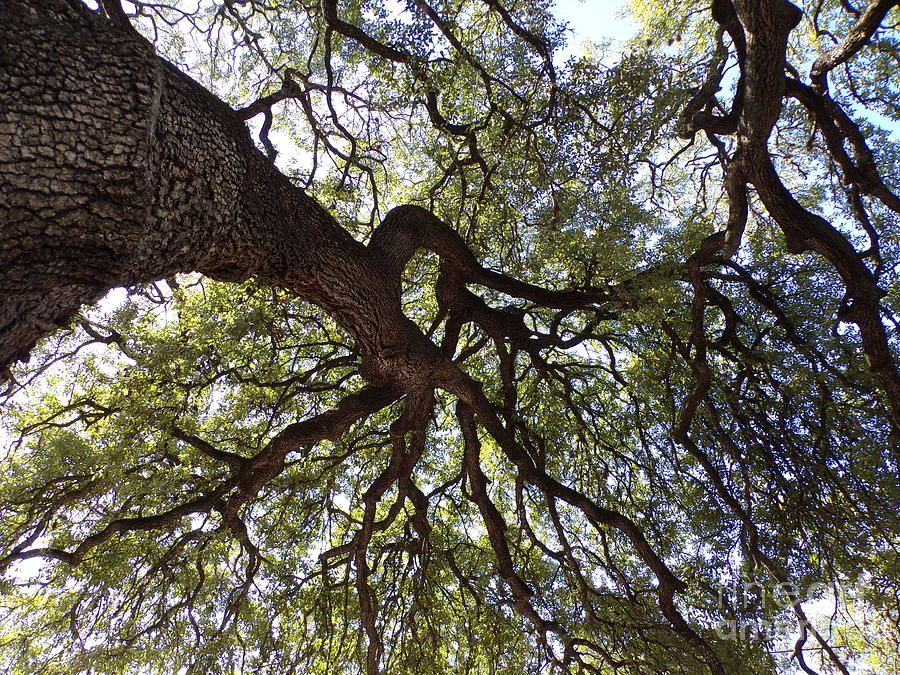 I Love Texas Live Oak Trees Seventeen Photograph By Joney Jackson Fine Art America