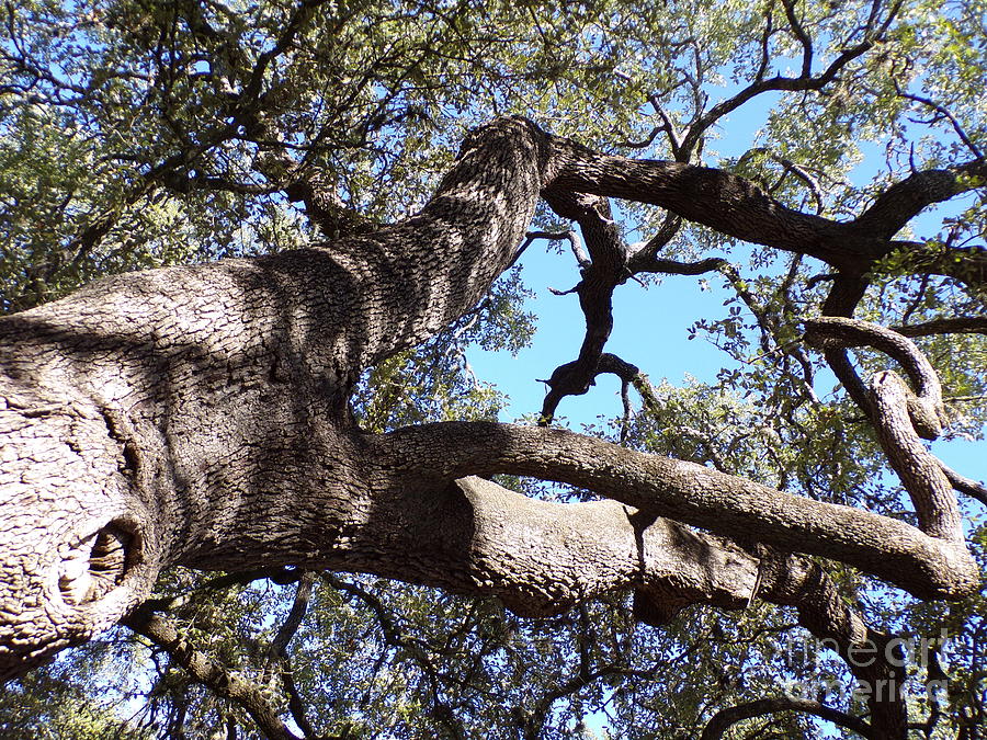 I Love Texas Live Oak Trees Ten Photograph By Joney Jackson Fine Art America