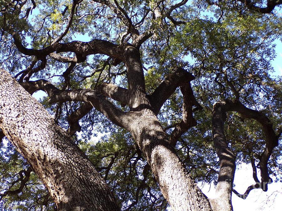 I Love Texas Live Oak Trees Twelve Photograph By Joney Jackson Fine Art America