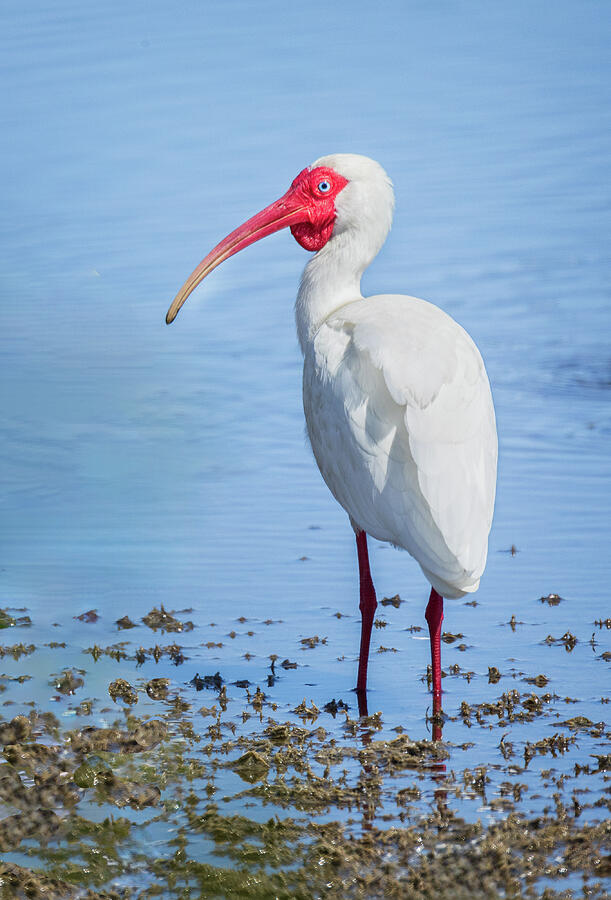 Ibis in Mating Plumage Photograph by Fran Gallogly - Fine Art America