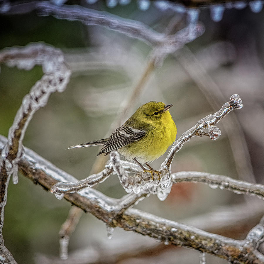Icy Pine Warbler Perfection Photograph by Barbara Embick - Fine Art America