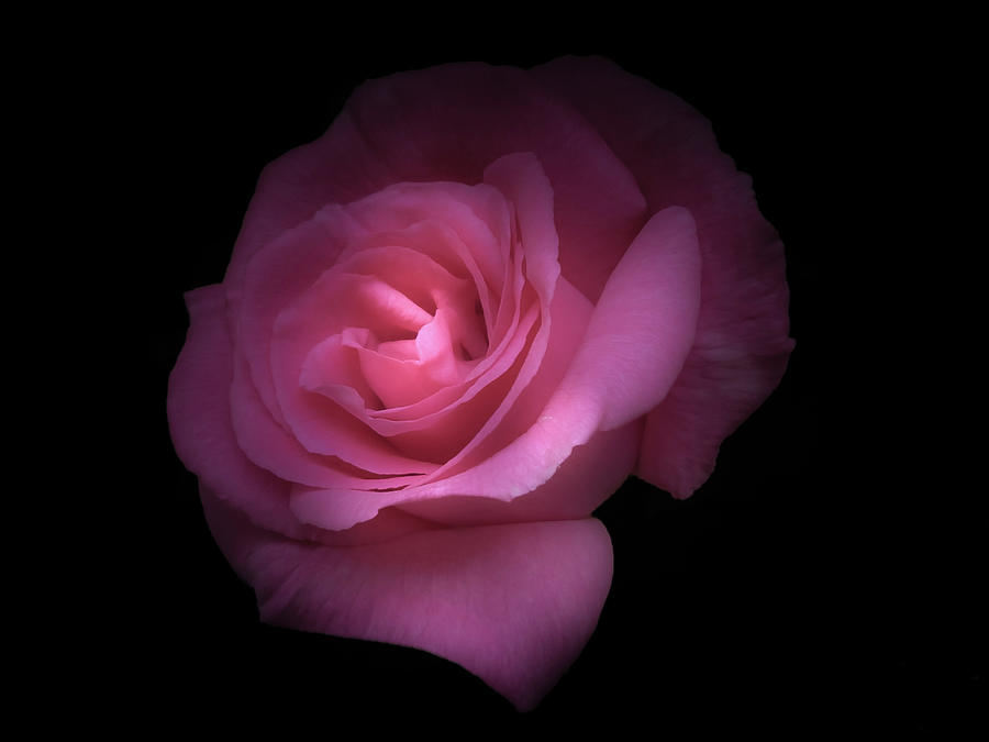 Pink Rose Photograph by Brashley Photography - Fine Art America