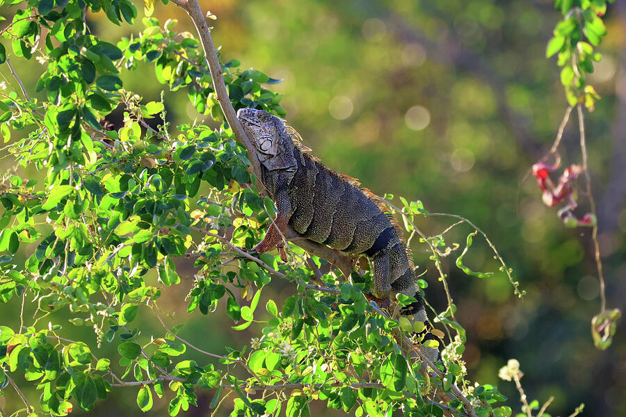 Iguana Basking in the Sun Photograph by Marlin and Laura Hum - Pixels