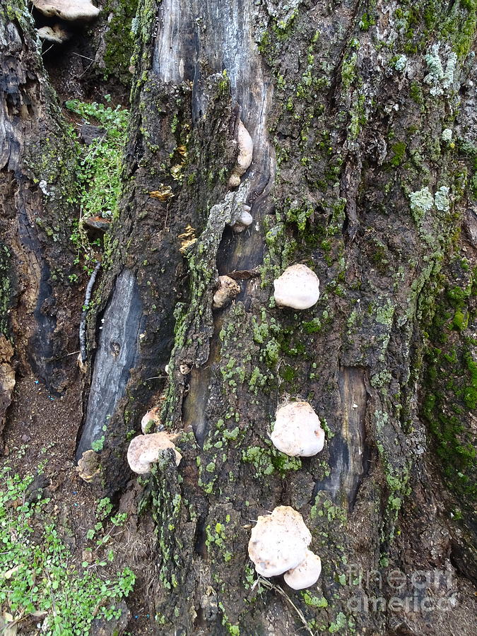 I'm a fun guy Digital Art by Heather RIordan - Fine Art America