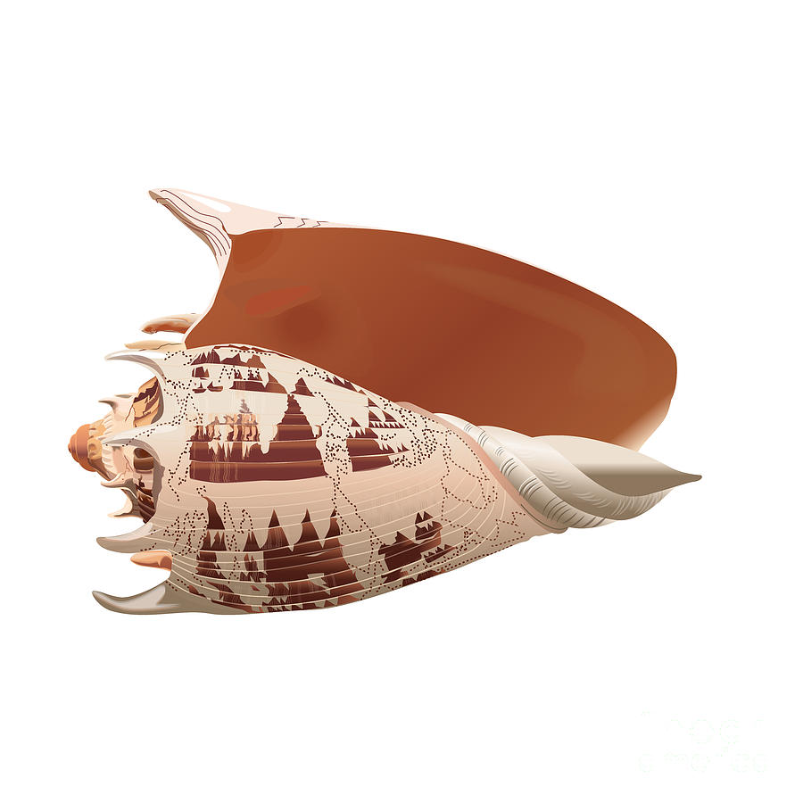 Imperial Volute Shell Digital Art by Kathryn Yoder - Fine Art America