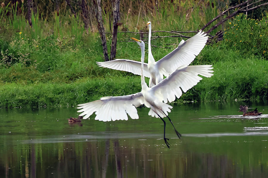 In Tandem Photograph By Debra Orlean Fine Art America