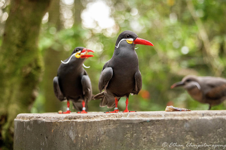 Inca Tern 2 Photograph by Ethan Chaipatanapong - Fine Art America